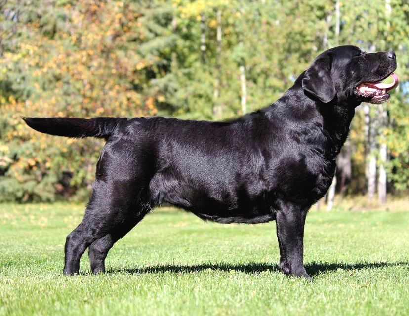 Aile Dostu A SCRLİ SHOWLİNE LABRADOR YAVRULARI - Sahibim.Net