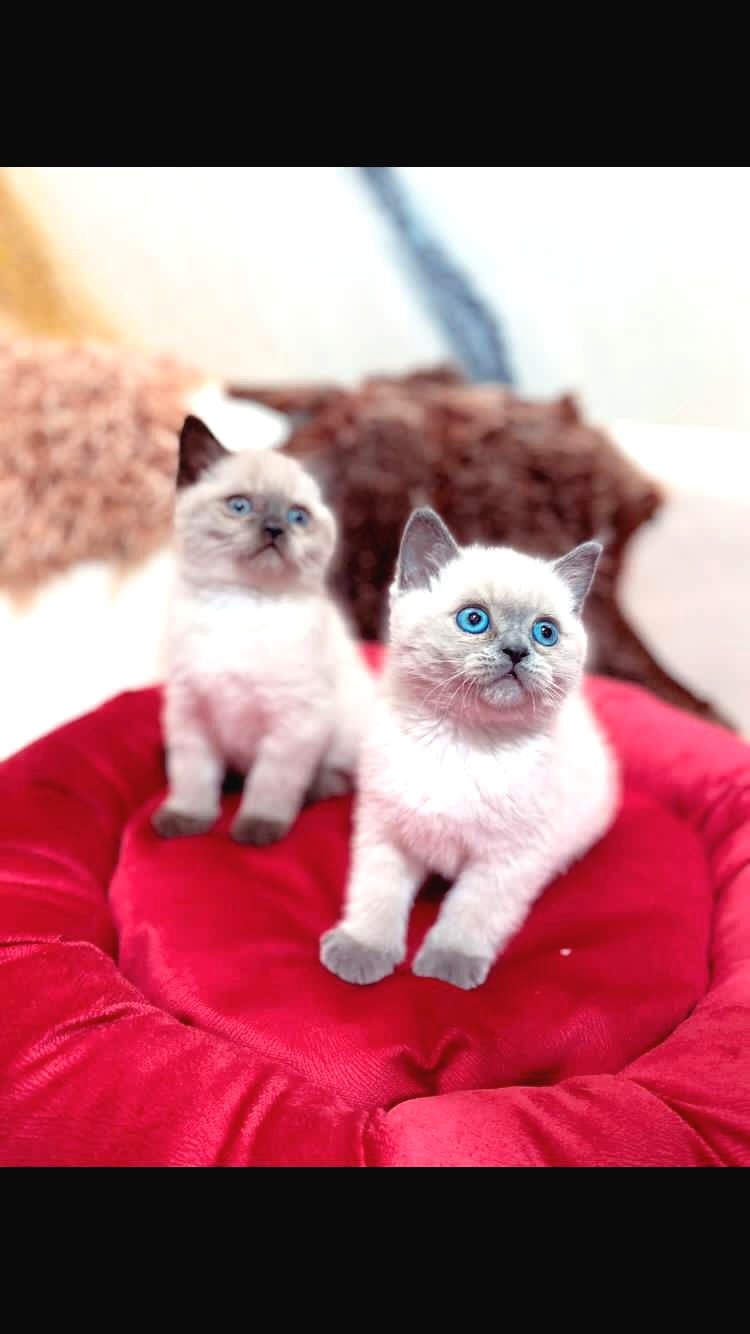 GÜZEL SAFKAN BLUE POİNT BRİTİSH SHORTHAİR YAVRUMUZ - Sahibim.Net