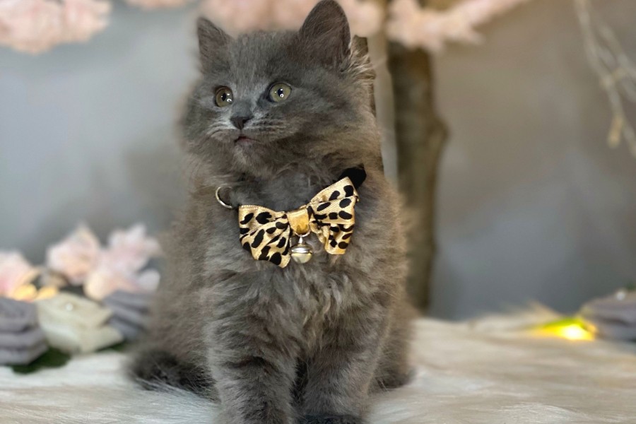 ALTIN ORAN SURAT YAPISINA SAHİP CHİNCHİLLA - Sahibim.Net