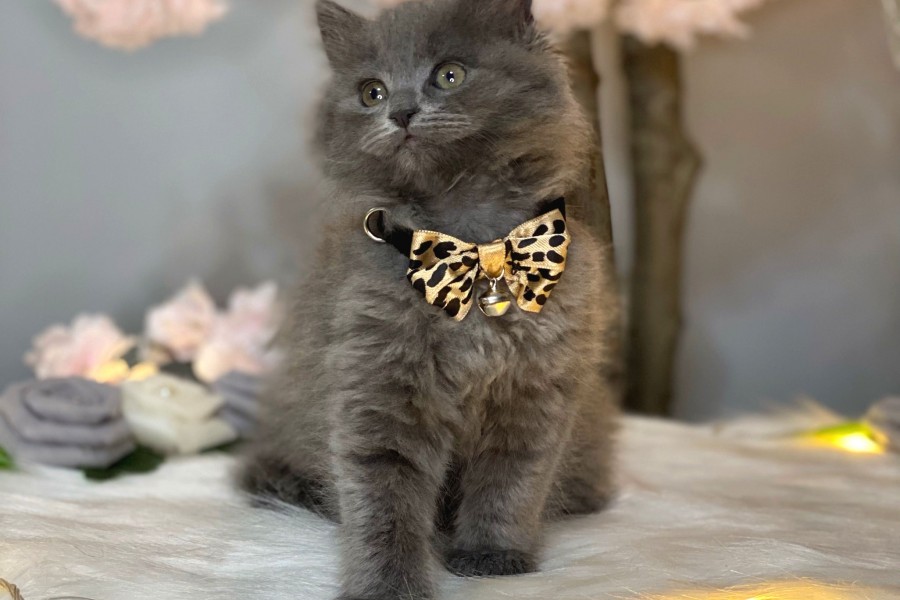 ALTIN ORAN SURAT YAPISINA SAHİP CHİNCHİLLA - Sahibim.Net