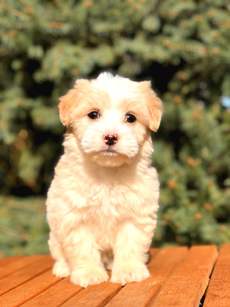 Orjinal Parti Color Maltipoo Erkek Yavrularımız teslime hazır - Sahibim.Net