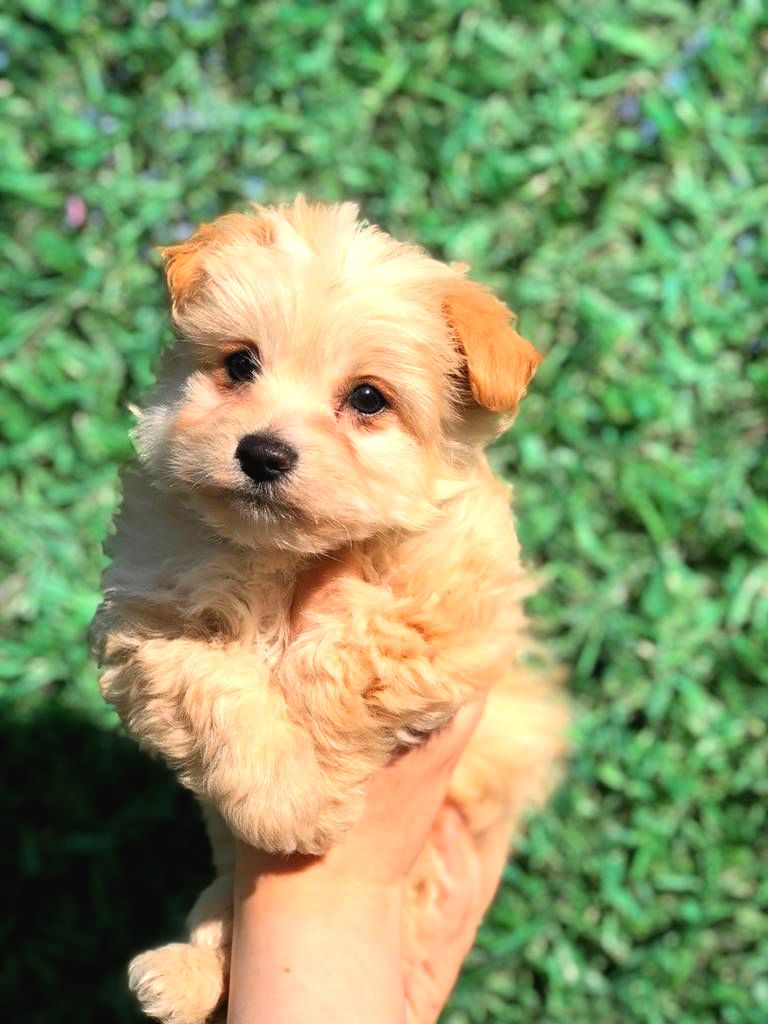 Orjinal Parti Color Maltipoo Erkek Yavrularımız teslime hazır - Sahibim.Net