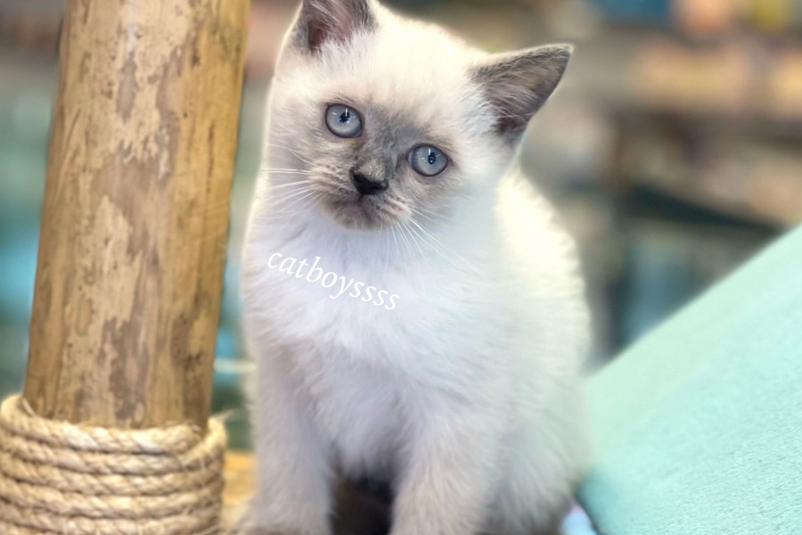 Mavi gözlü blue point british shorthair yavrularımız - Sahibim.Net