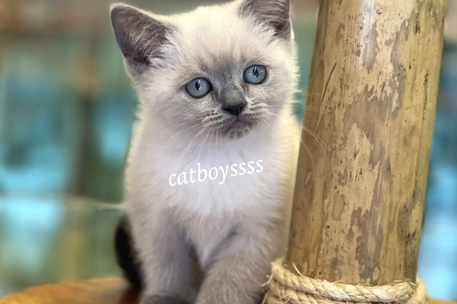 Maviş blue point british shorthair yavrularımız - Sahibim.Net
