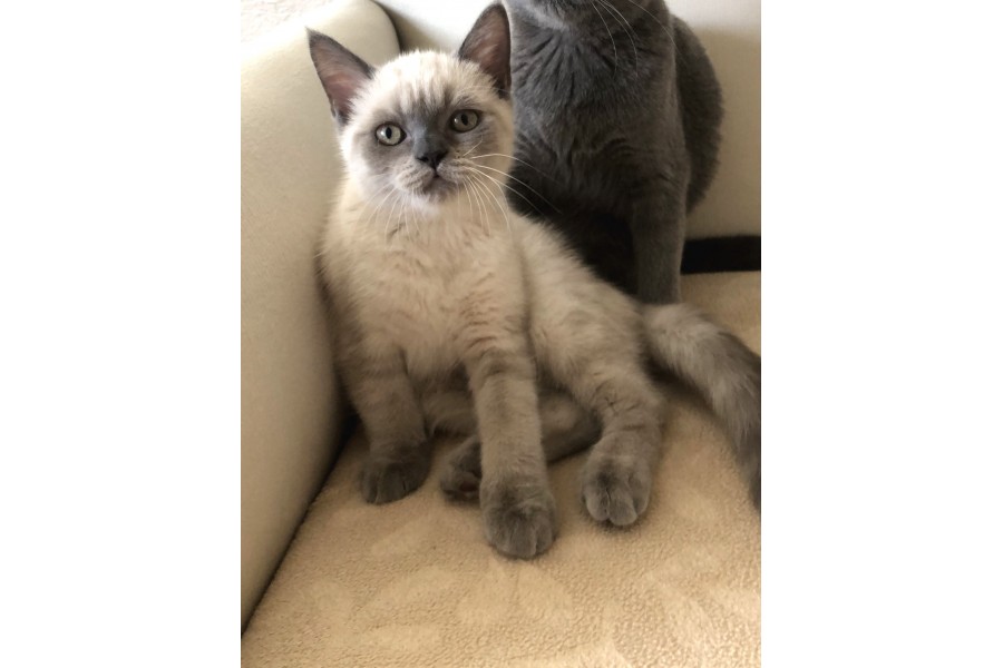 Blue point british shorthair - Sahibim.Net